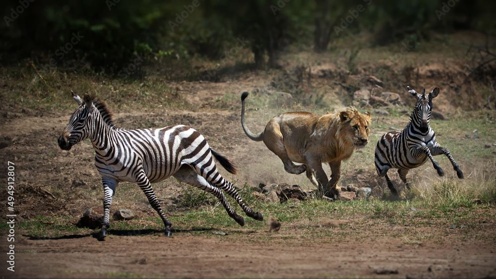 Lioness hunting zebrasin Maasai Mara, Kenya during daylight Stock Photo ...