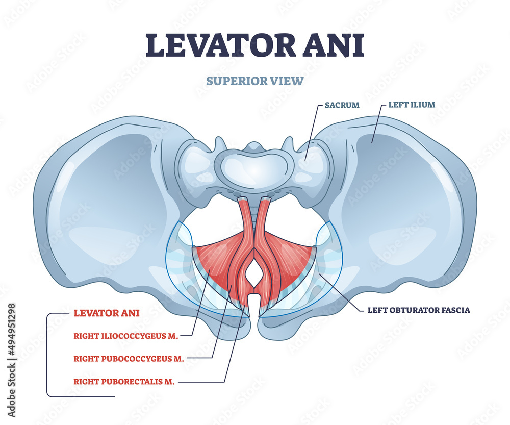 Vector de Stock Levator ani muscle group location and lesser pelvis ...