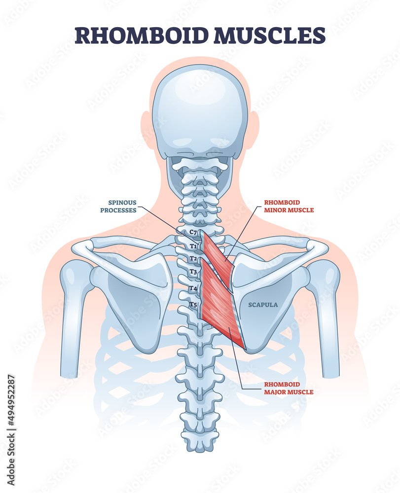 Rhomboid muscles as skeletal muscular system for spine outline diagram ...