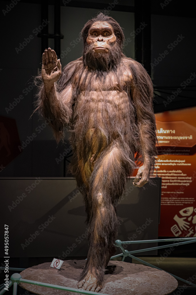 Bangkok, Thailand - November 13 2020: Australopithecus at Rama9 museum ...