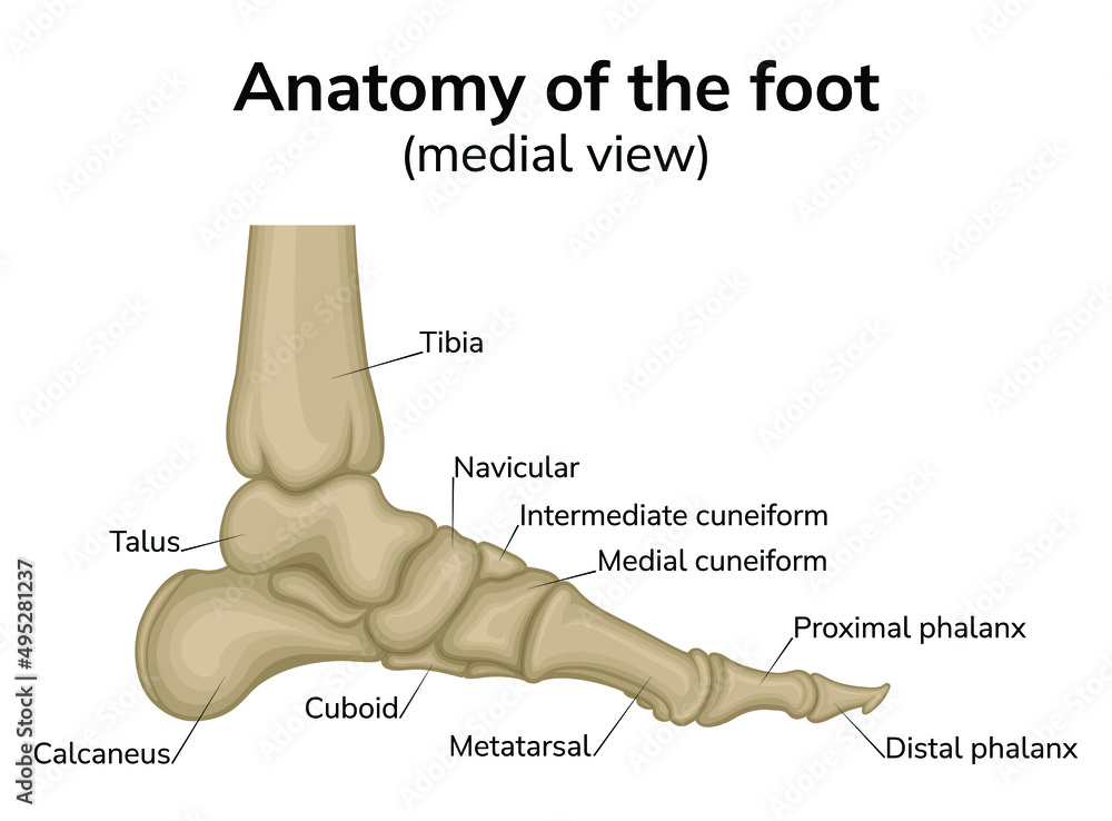 Foot anatomy illustration. Shown is a medial view of the bones of the ...