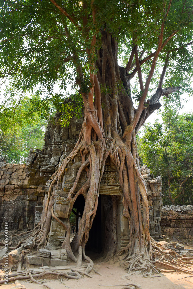 Tree roots hugging the Khmer building. Ta Som Prasat Ta Saom, part of ...
