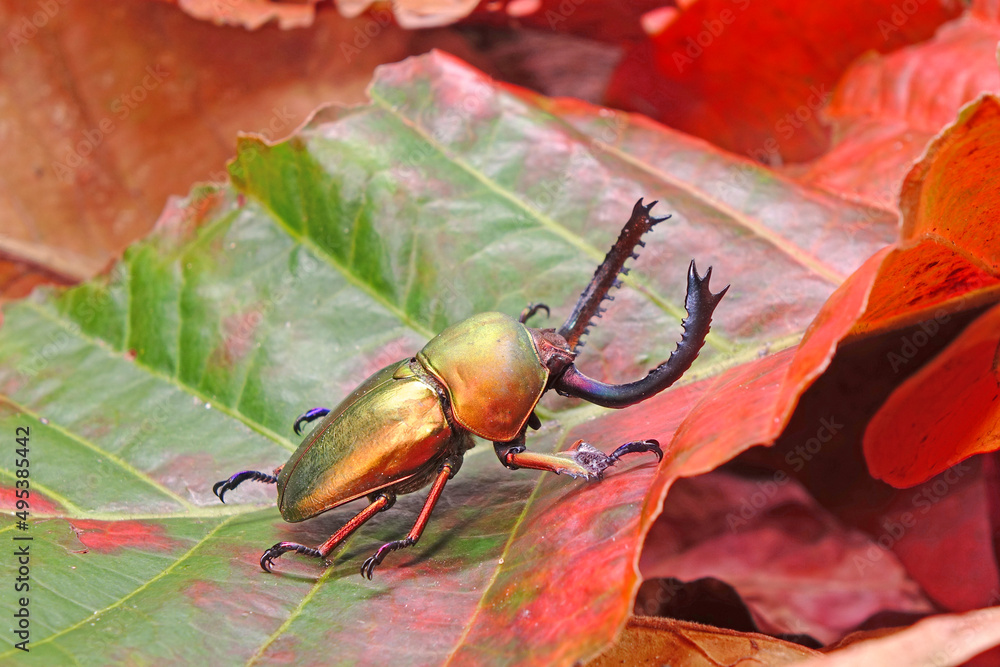 Beetle : Sawtooth beetle (Lamprima adolphinae) is a species of stag ...