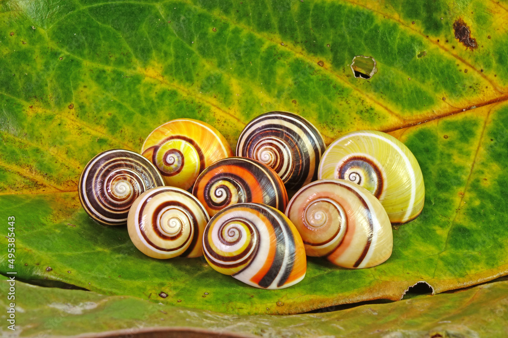 Cuban snail (Polymita picta) one of world most beautiful land snails ...