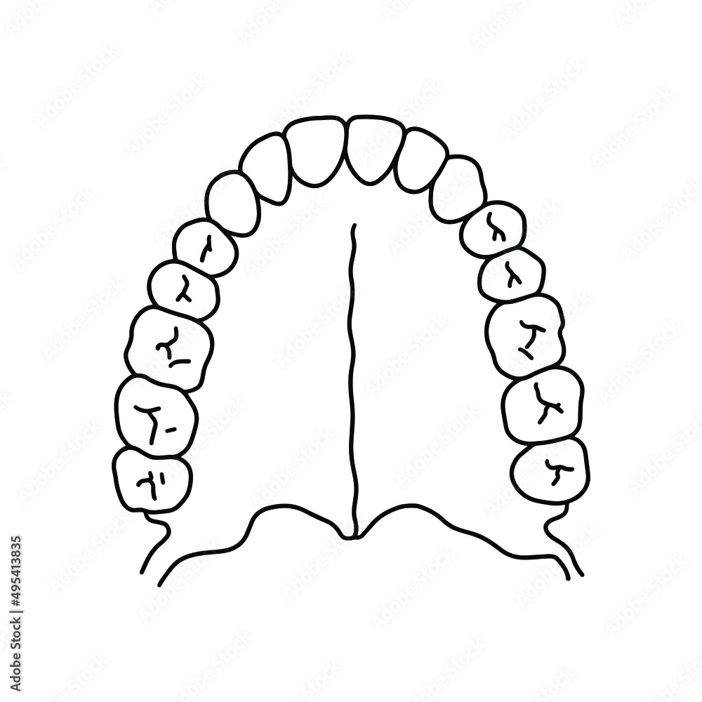 Human primary teeth. Dental scheme, outline, anatomical, hand drawn ...