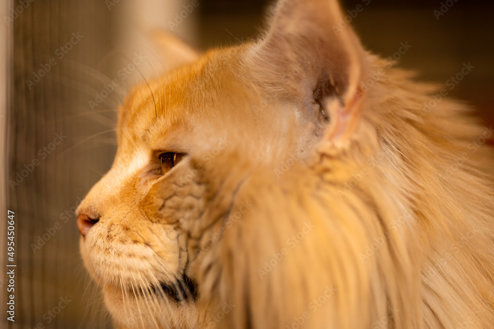 Beautiful light red golden fluffy muzzle of a Maine Coon cat with a big ...