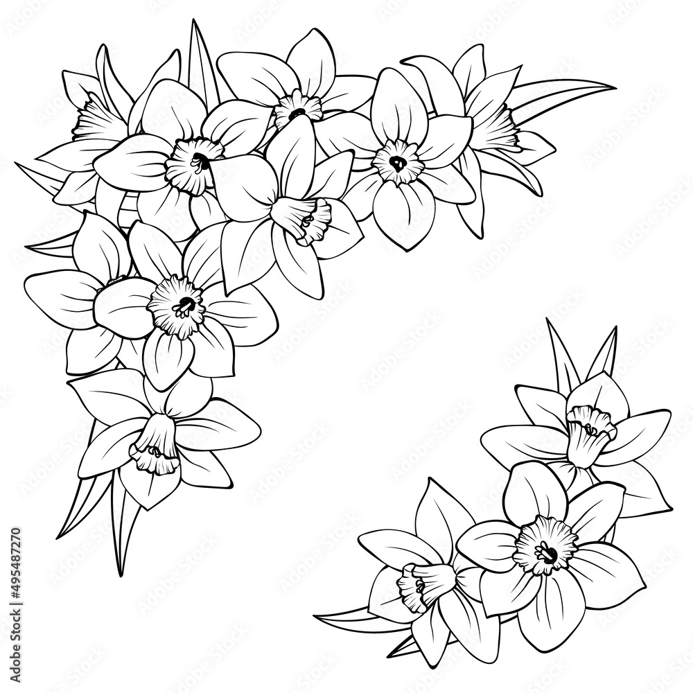 Daffodils Drawing Outline