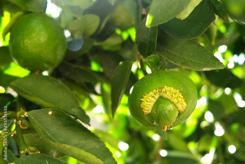 Diseases in citrus trees. leaf curl disease. Fungal, Aphids on the lemon leaves. Stock Photo ...