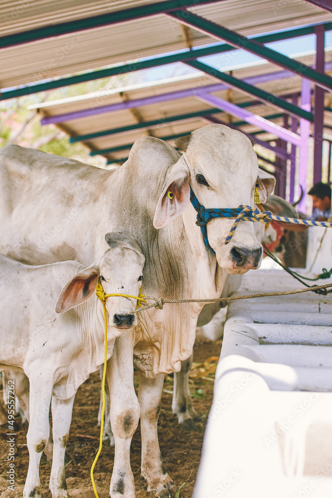 Farm cows and bulls. Cattle, cows and sheep. in the farm. Milked cows ...