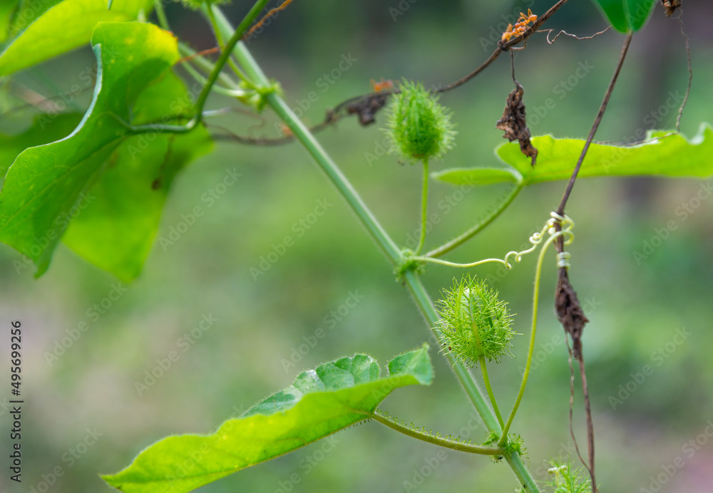 Stinking Passion Flower(Passiflora foetida), a soft-bodied vine with ...