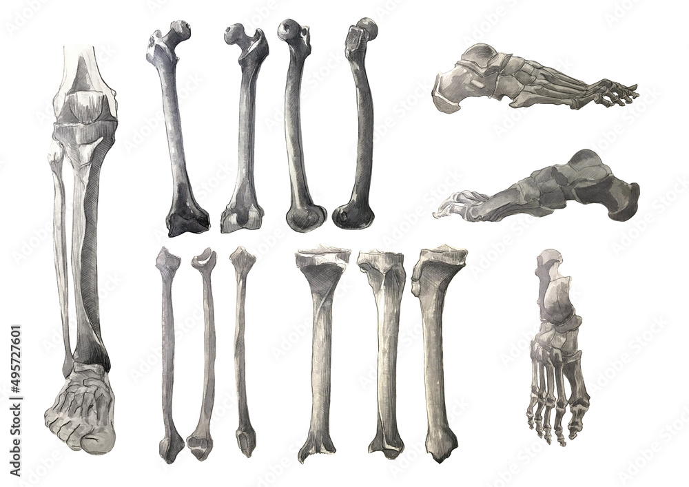 Estudio artístico sobre anatomía. Ilustración científica sobre ...