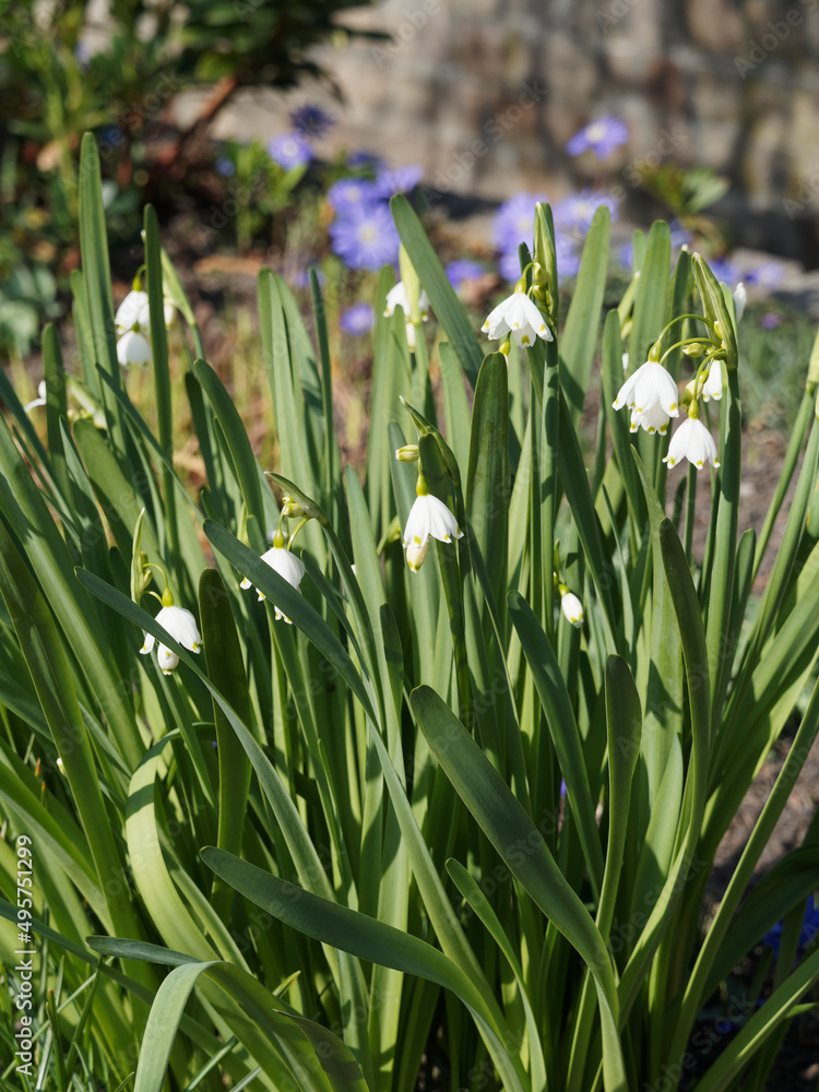 Leucojum aestivum | Nivéole d'été à jolies fleurs en clochettes ...