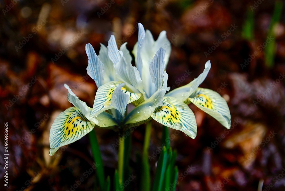 Mottled blue dwarf iris, iris reticulata katharine hodgkin, among old ...