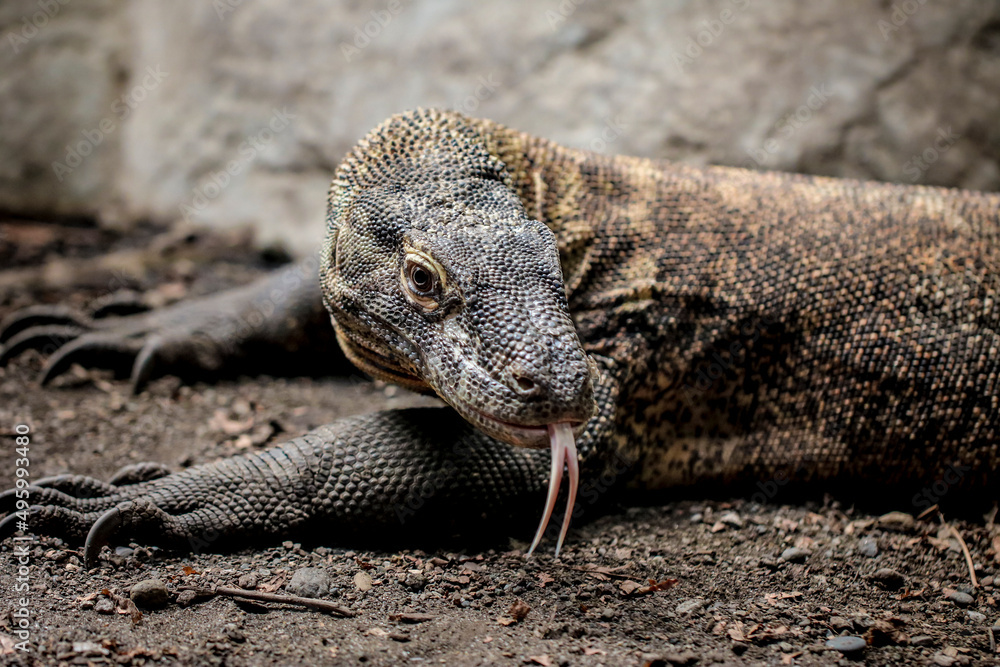 A Komodo Dragon lizard with its tongue out. Stock Photo | Adobe Stock