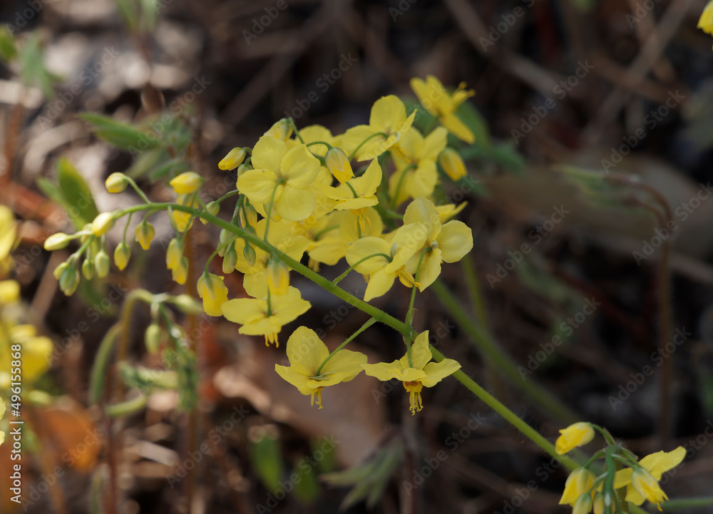 Foto de Stock Epimedium x perralchicum - Ravissantes panicules de ...