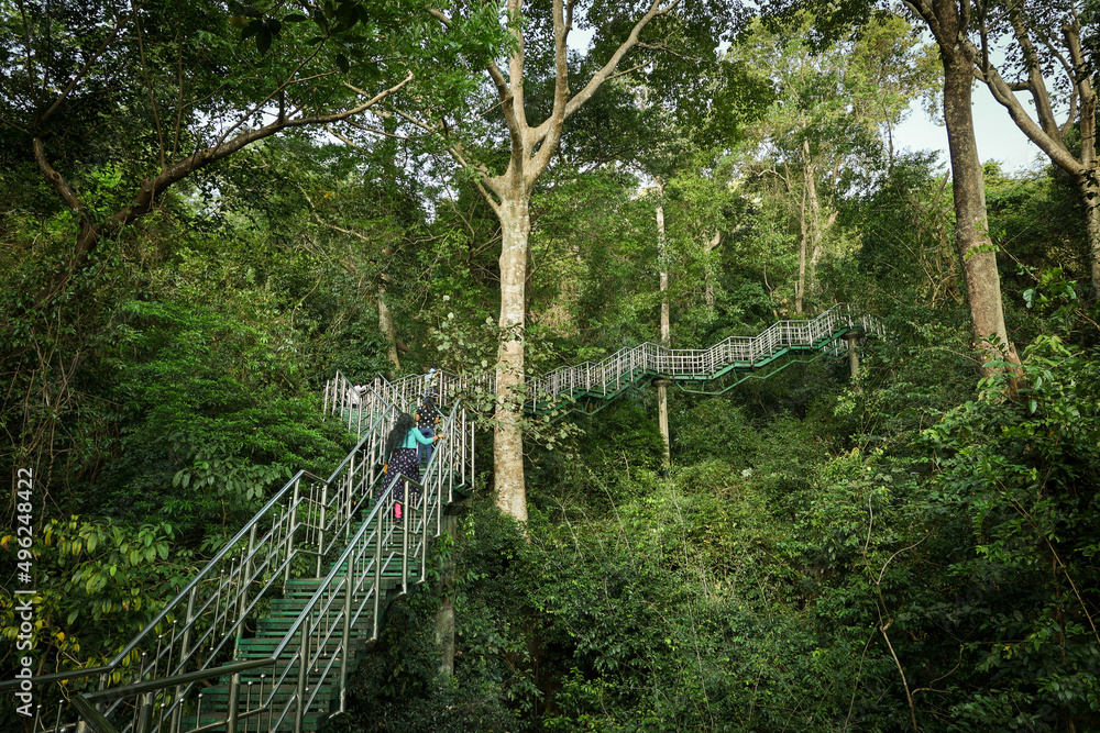 Thenmala eco tourism wooden winding pathway (boardwalk) through green ...