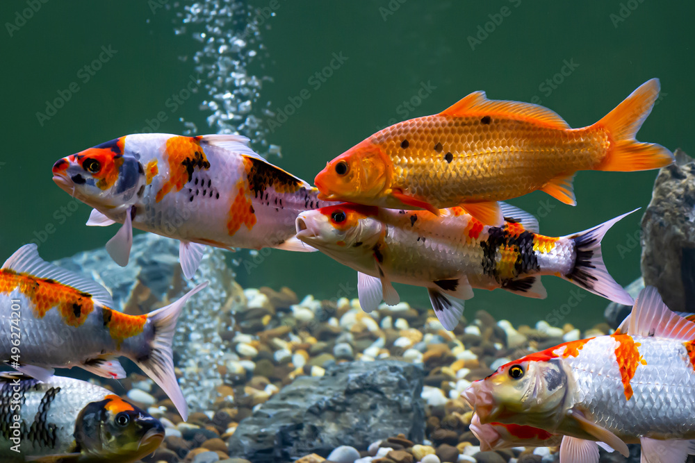 fancy carp (Glass carp, koi) swim in the aquarium. Cyprinus carpio is a ...