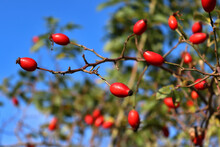 Red Dog Rose, Rose Macro Photograph Free Stock Photo - Public Domain ...