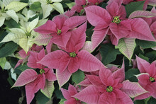 Poinsettia Flower Free Stock Photo - Public Domain Pictures