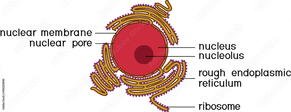 Animal cell nucleus and Rough endoplasmic reticulum (RER). Educational ...