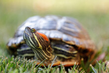 Red-eared Slider Turtle Free Stock Photo - Public Domain Pictures