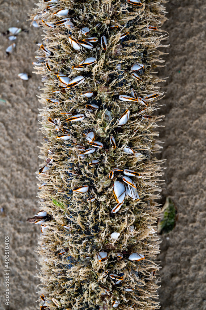 The shell named goose barnacles or gooseneck barnacle Lepas anserifera ...
