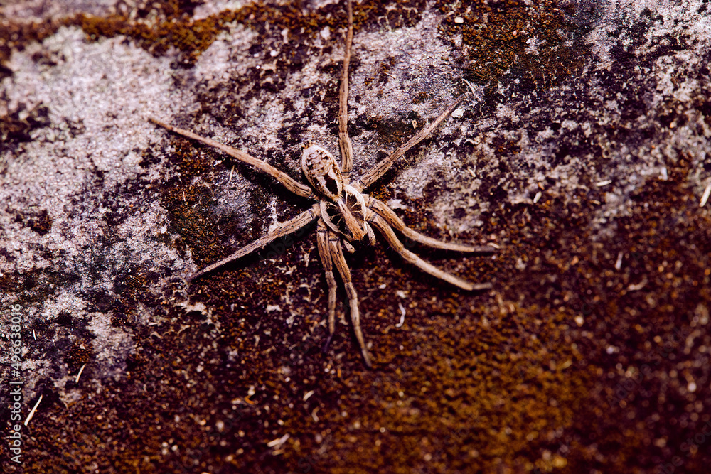 Lycosa erythrognatha - This spider is known as 'aranha-de-jardim ...