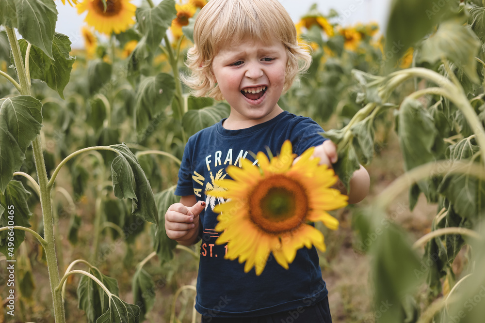 Cute little boy walking in field of blooming sunflowers. Child playing ...
