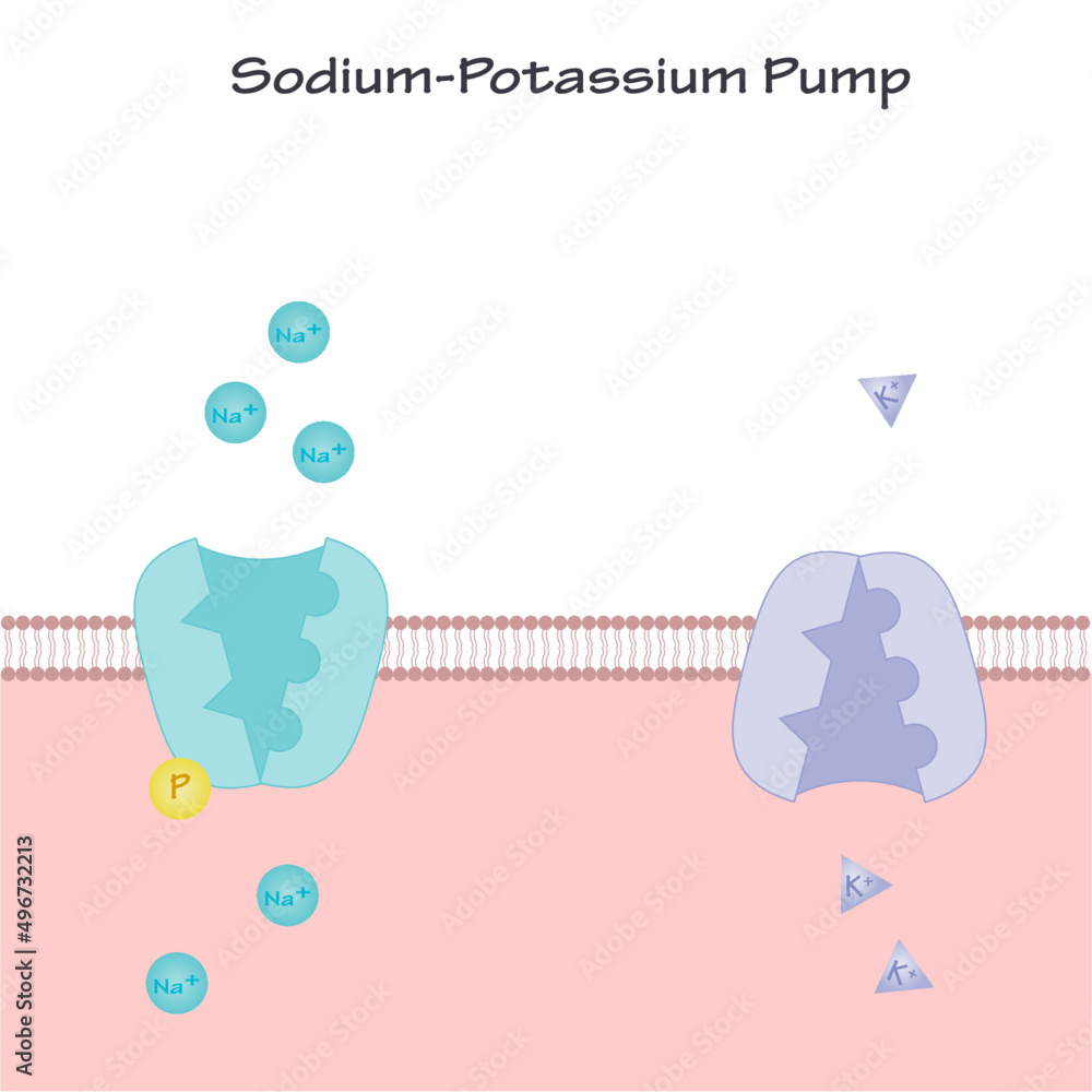 Sodium-Potassium Pump template slide Stock Vector | Adobe Stock