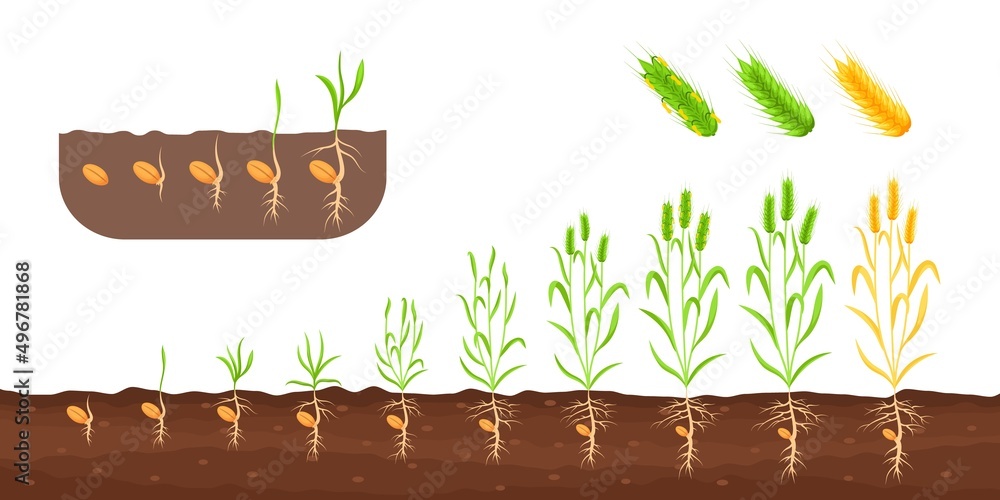 Wheat growth stages. Germination sedding plant, growing sprout ...