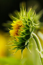 Common Sunflower And Bud Free Stock Photo - Public Domain Pictures