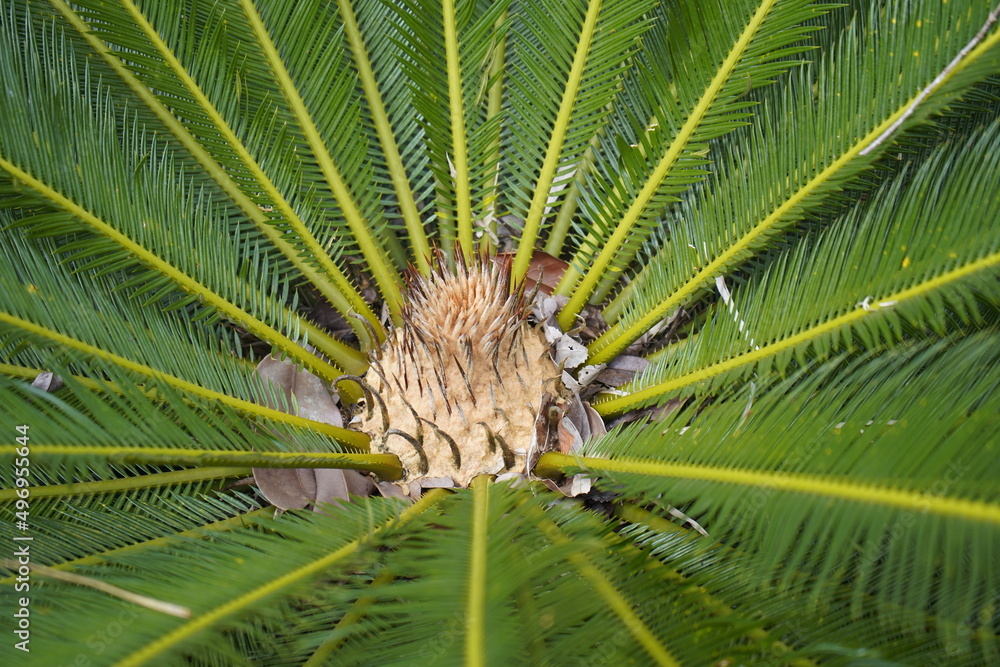 Cycas revolute, king sago, sago cycad, Japanese sago palm, is a species ...