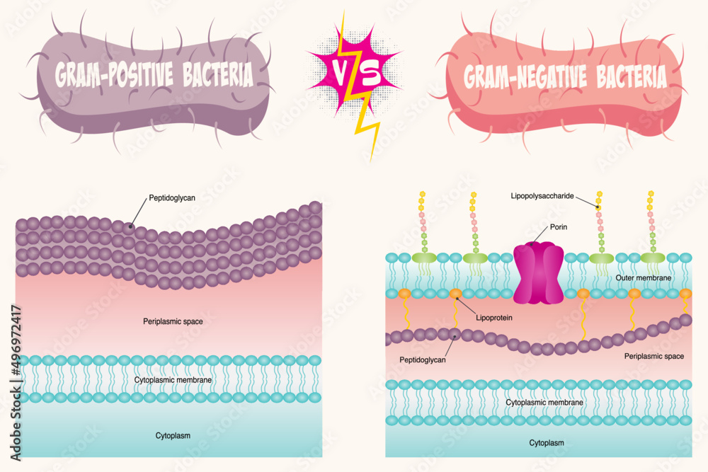 Gram-positive versus Gram-negative Bacterial Membrane Diagram Stock Vector | Adobe Stock