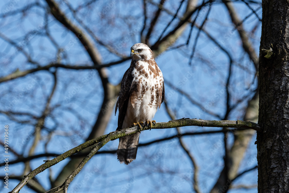 Bussard Mäusebussard auf Ast sitzend und spähend Stock Photo | Adobe Stock