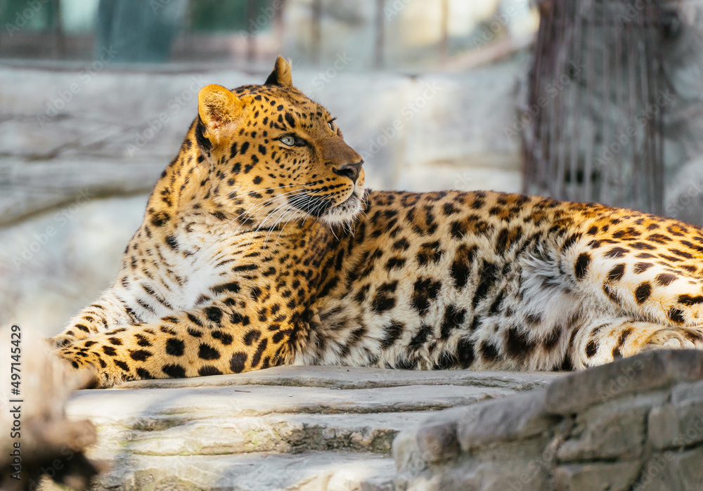 Leopard resting under a tree in an aviary. Stock Photo | Adobe Stock