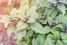 Flowering Perennial Basil In Garden Free Stock Photo - Public Domain ...