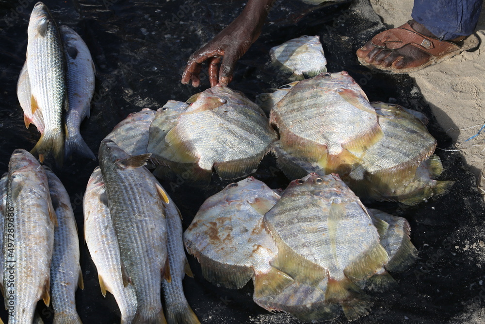 Fish. Many fresh edible fish. Kayar fishing village, Senegal, Africa ...