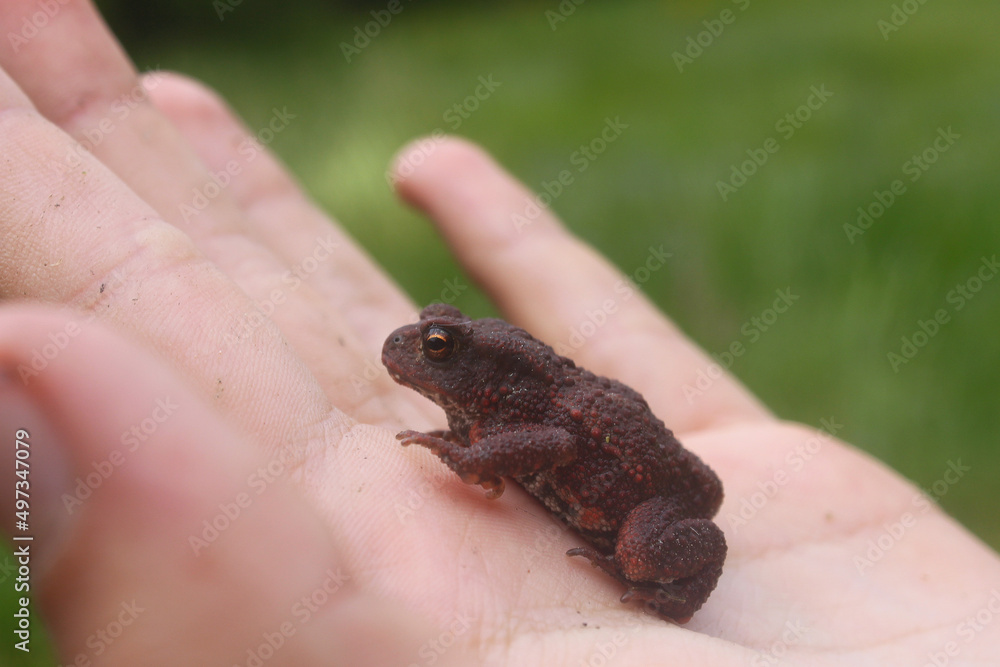 Common toad (Bufo bufo) on the hand, amphibian, handeling, orange eye ...