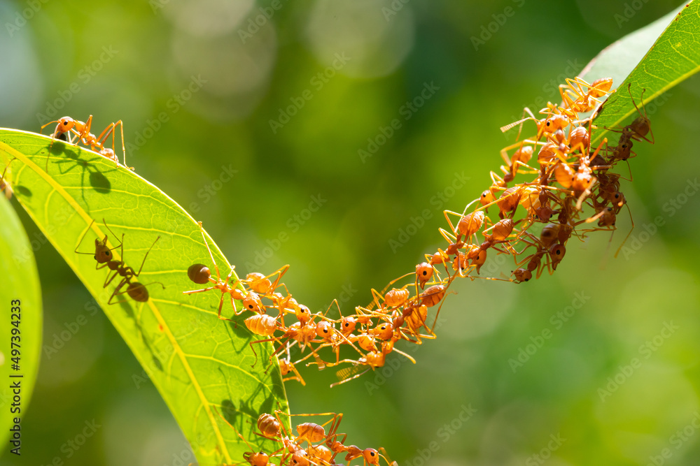 Ant action standing.Ant bridge unity team,Concept team work together ...