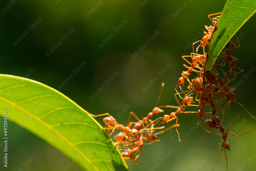 Stock-Foto „Ant action standing.Ant bridge unity team,Concept team work together Red ant,Weaver ...