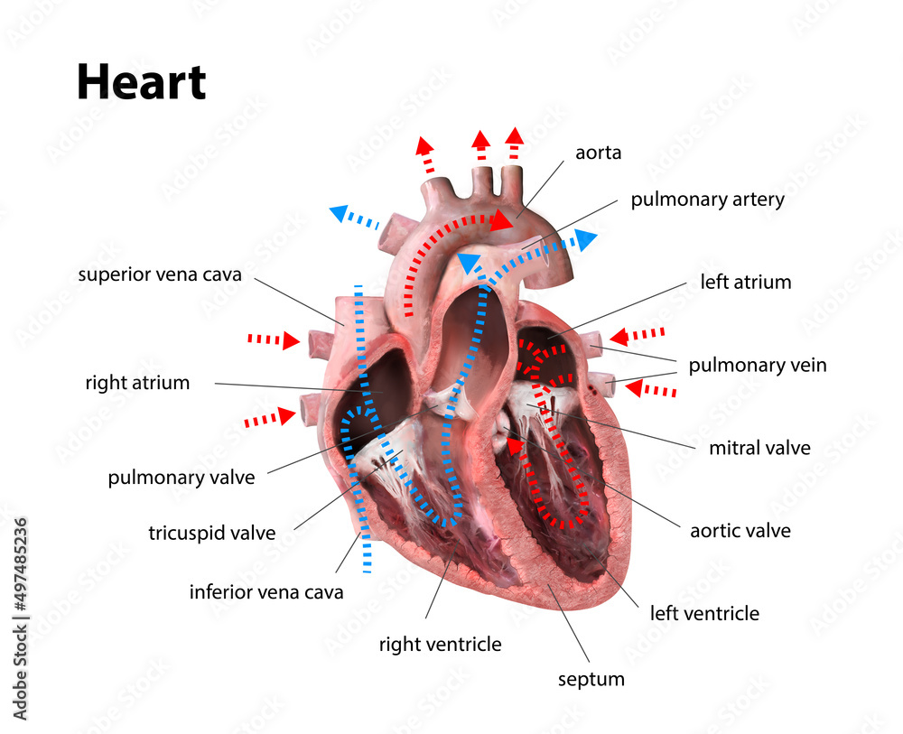 human heart anatomy. Educational diagram showing blood flow with main ...