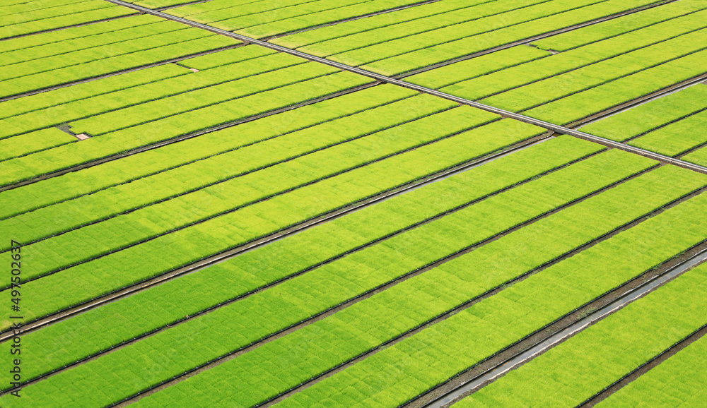 Cross section bird's eye view of green rice field shot from drone ...