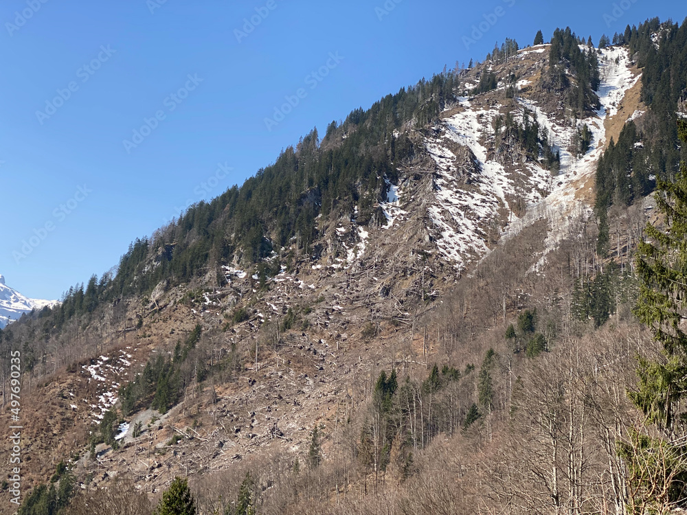 Remains of broken trees and destroyed forests after a devastating ...