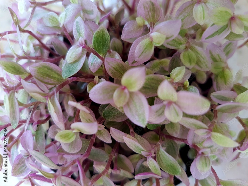 Leaves of a Callisia repens plant, full screen selective focus, known ...