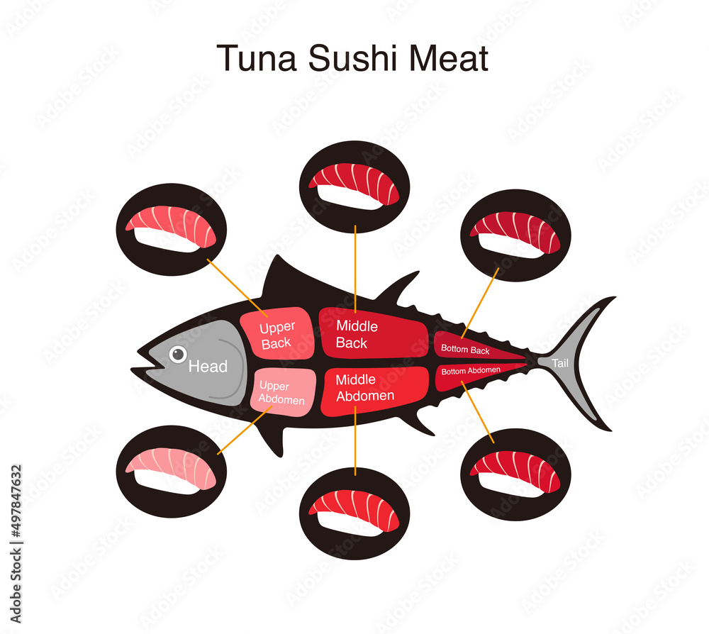 Tuna fish cuts diagram, vector illustration Stock Vector | Adobe Stock