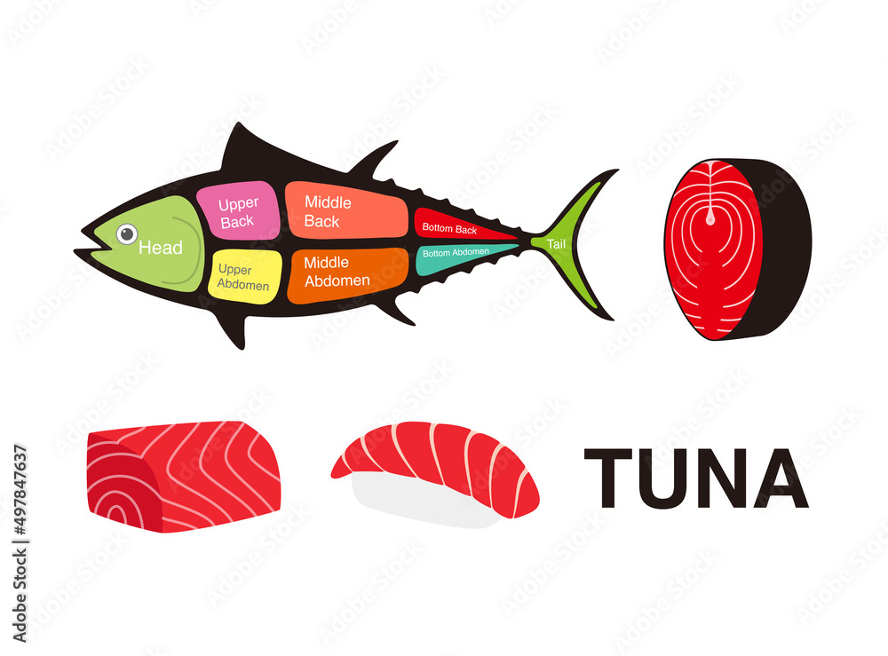 Tuna fish cuts diagram, vector illustration Stock Vector | Adobe Stock