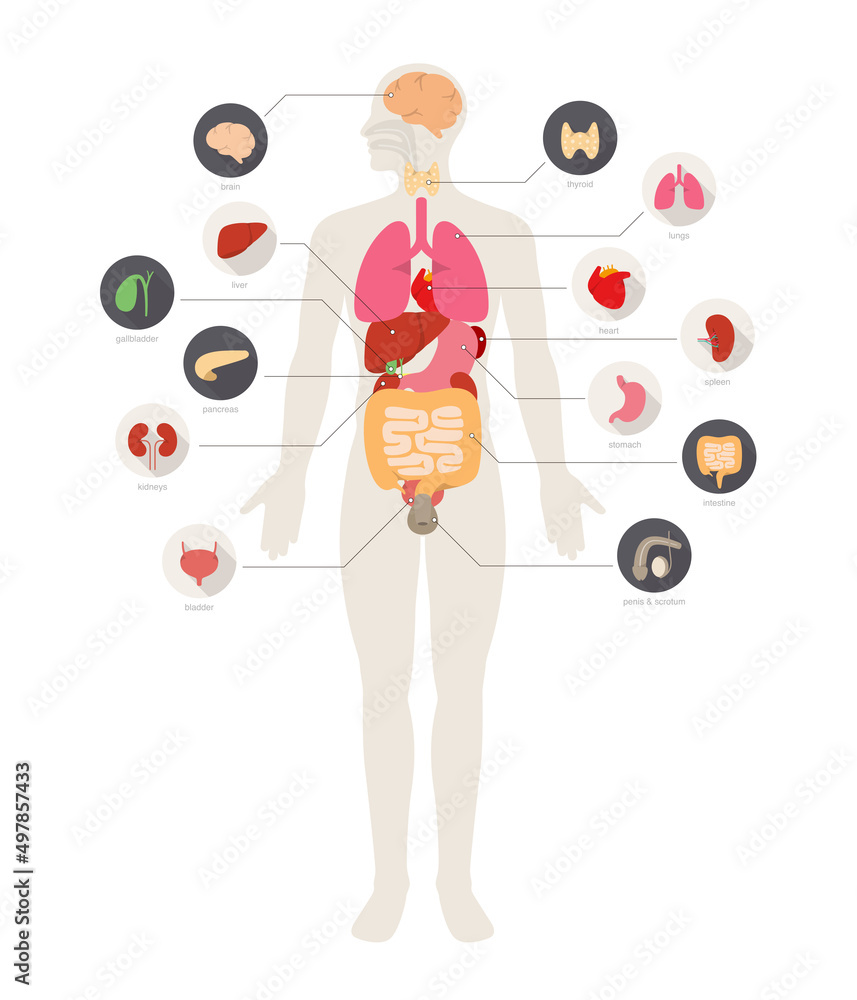Man Internal Organs Infographic Poster Stock Vector | Adobe Stock