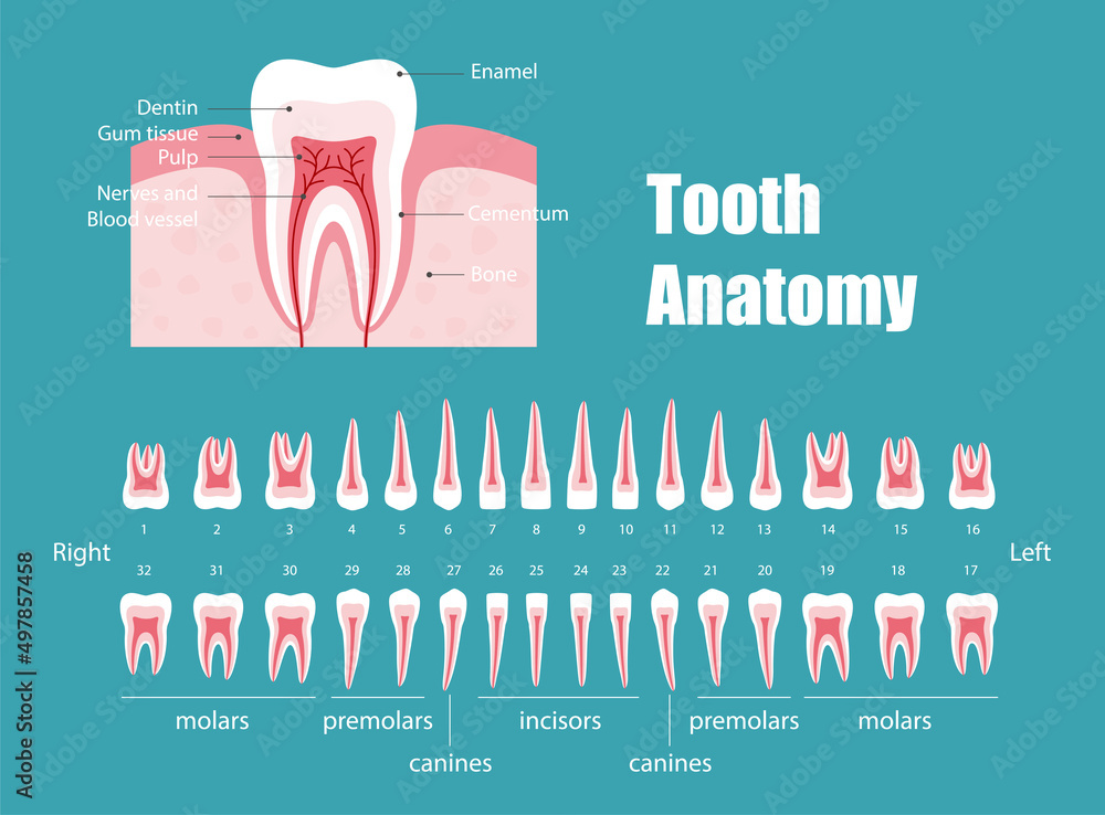 Teeth anatomy, diagram vector illustration Stock Vector | Adobe Stock
