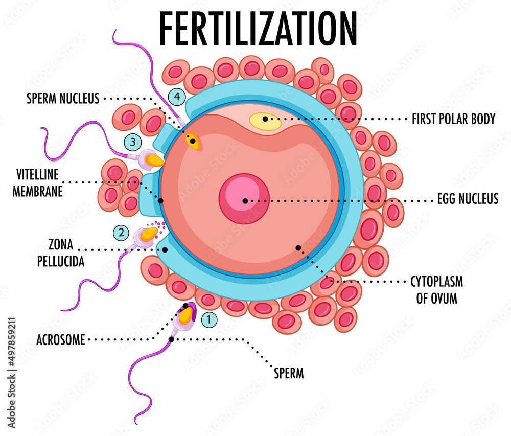 Diagram showing fertilization in human Stock Vector | Adobe Stock