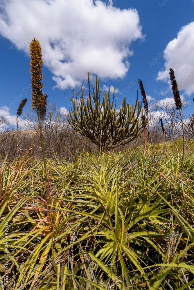 Brazilian Caatinga biome. Typical vegetation, Macambira (Bromeliaceae ...